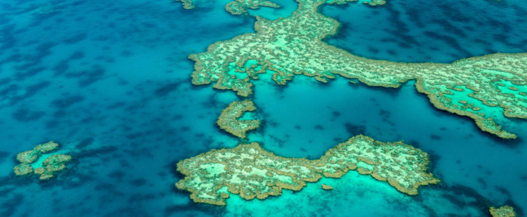 The Allen Coral Atlas Project Is Planning to Map out the Entire Globe’s ...